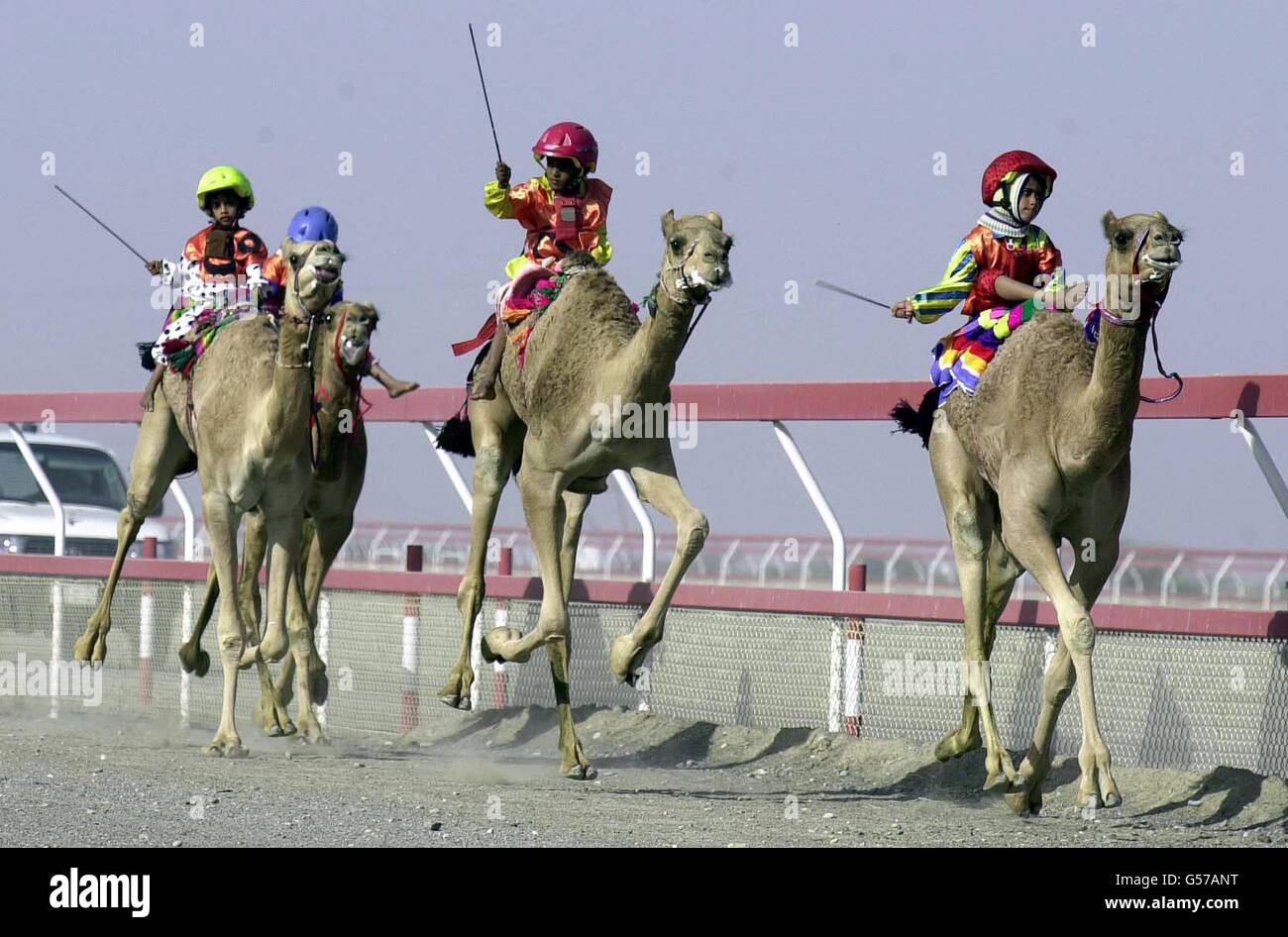 Oman Camel Race 30th Anniversary Stock Photo - Alamy