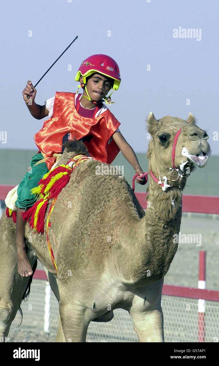 A young boy races a camel across the finishing line during the camel ...