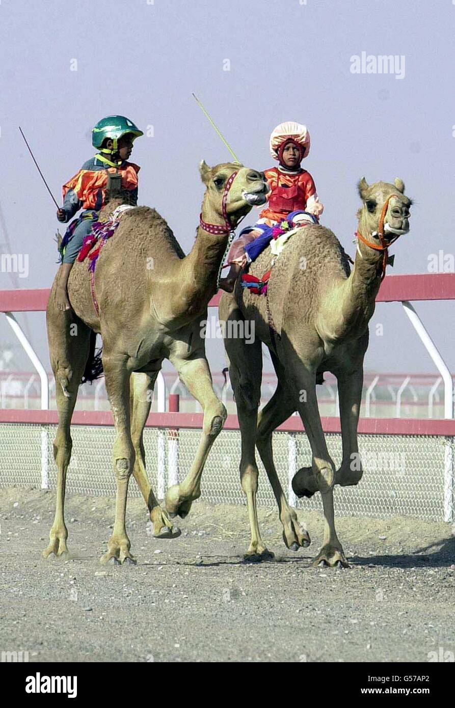 Oman Camel Race 30th Anniversary Stock Photo - Alamy