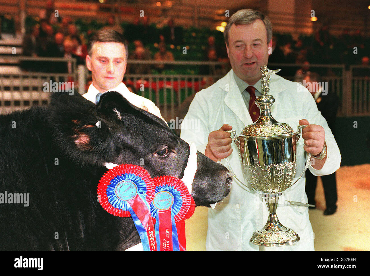 Prize Steer High Resolution Stock Photography and Images - Alamy