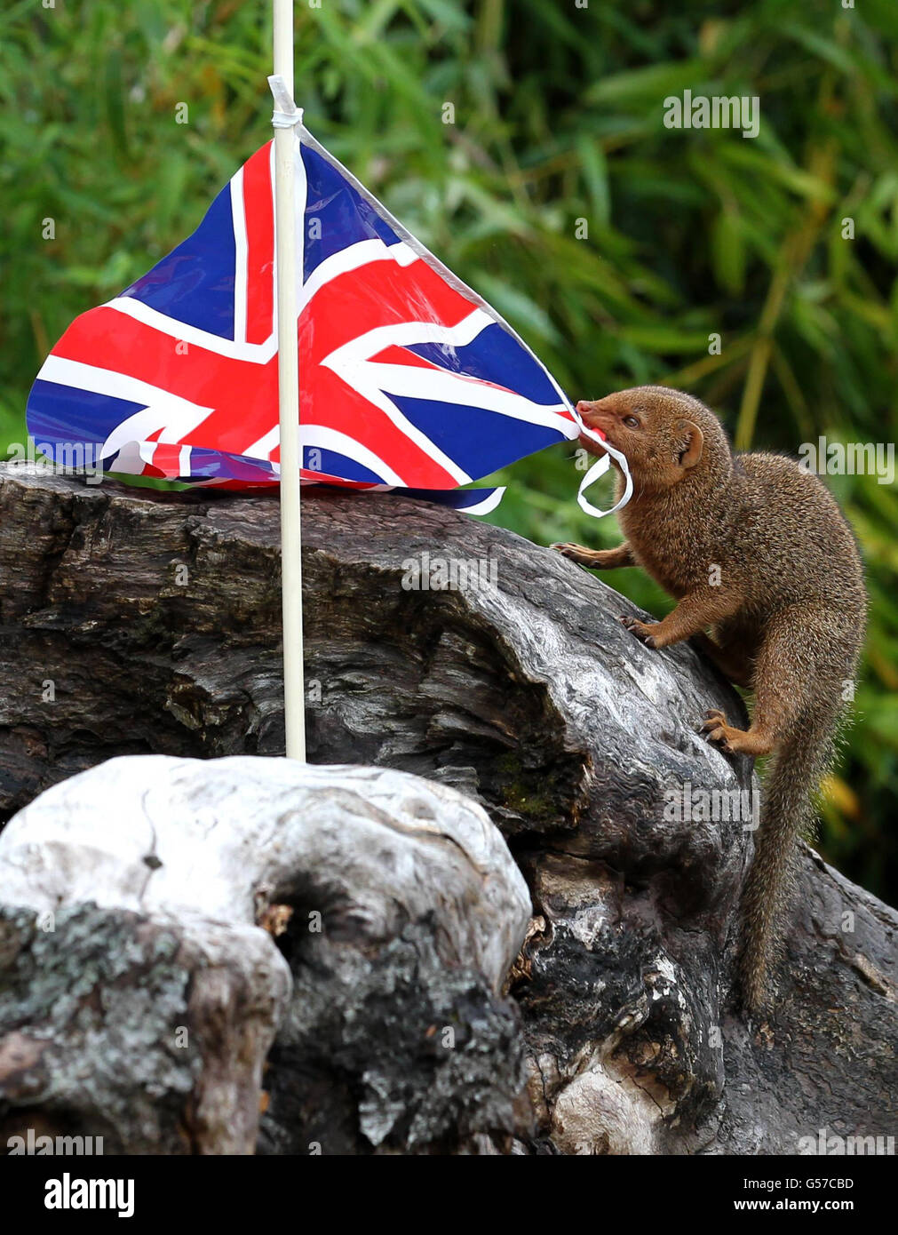 Mongoose picture hi-res stock photography and images - Alamy