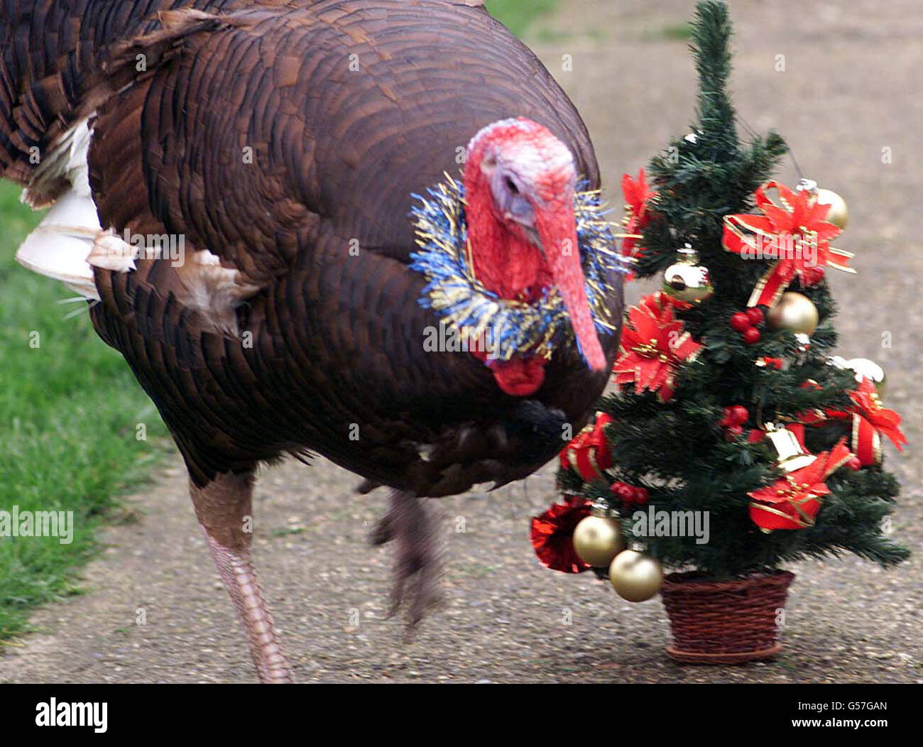 Limp Two Leg High Resolution Stock Photography and Images - Alamy