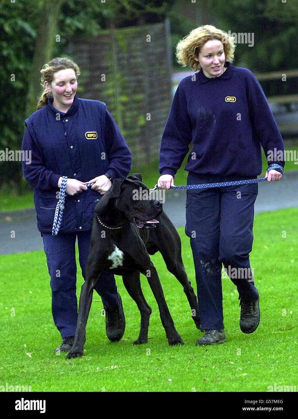Duke, a Great Dane, with Claudia Durrant (L) and Alison Walsh, who grew ...