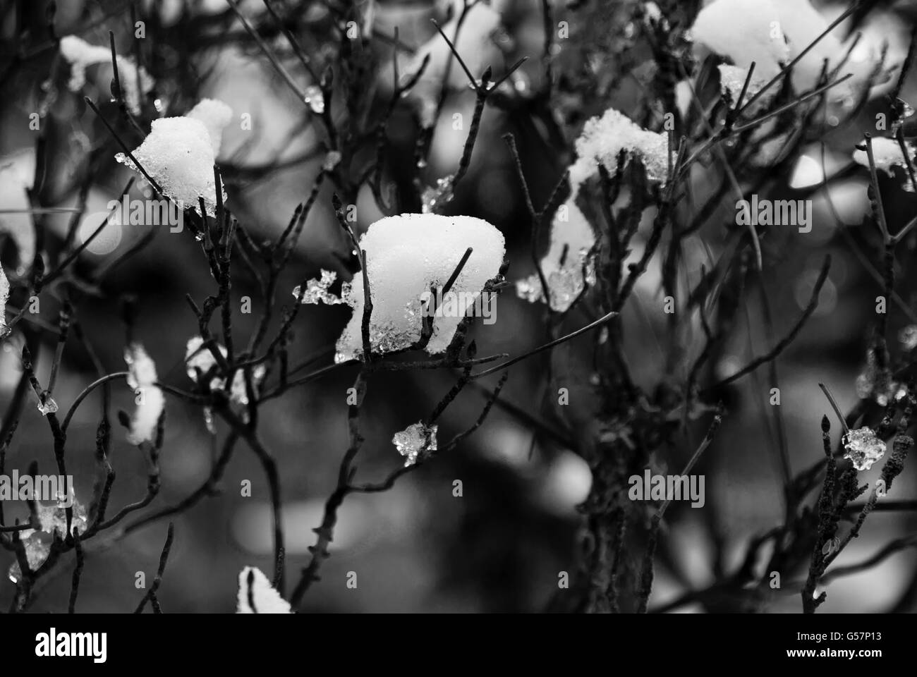 Icy branches in a snowy day in Sendai (Japan Stock Photo - Alamy