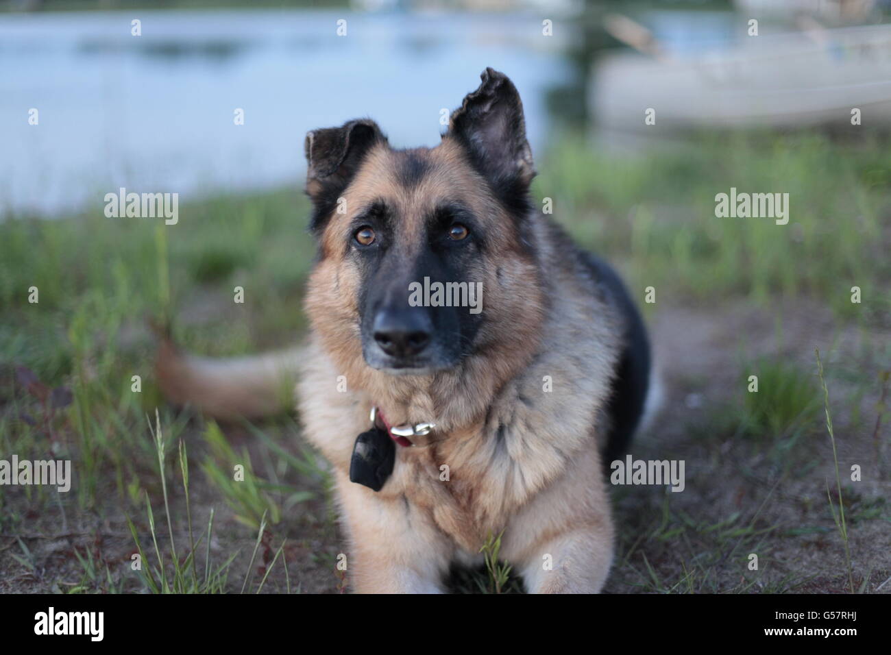 German shepherd laying in grass Stock Photo - Alamy