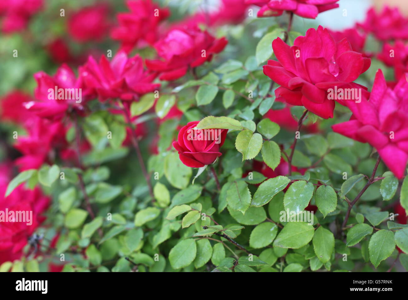 Leaves roses hi-res stock photography and images - Alamy