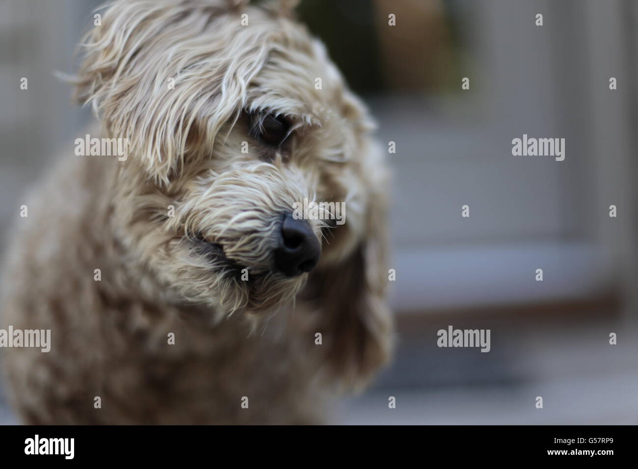 cute golden Cockapoo dog tilting head Stock Photo - Alamy