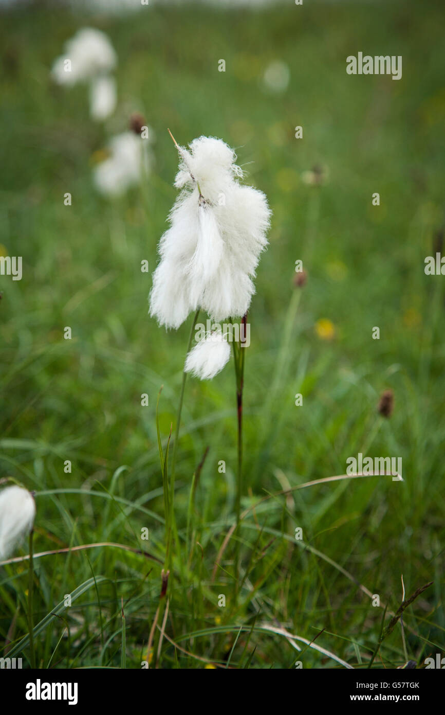 Bog cotton in Ireland, latin name Eriophorum angustifolium, native to ...