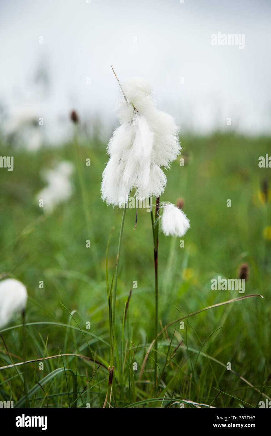 Bog cotton in Ireland, latin name Eriophorum angustifolium, native to ...