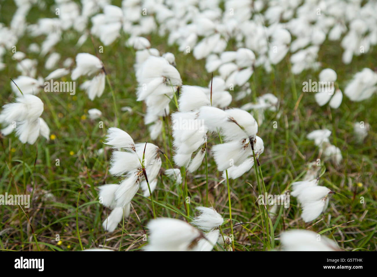 Bog cotton in Ireland, latin name Eriophorum angustifolium, native to ...
