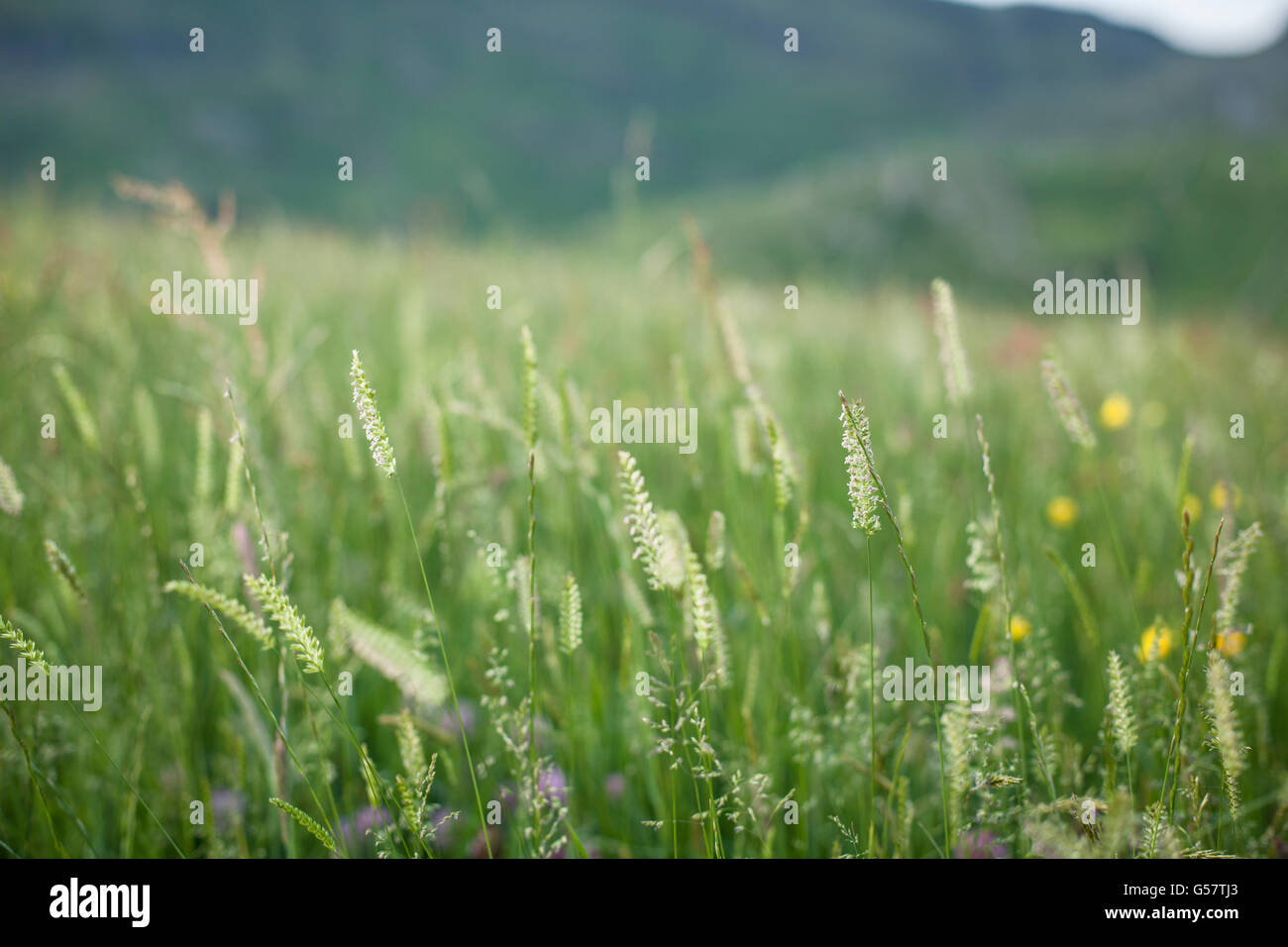 Irish meadow in the summer, wild with grasses and flowers Stock Photo ...
