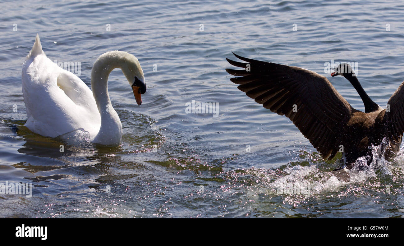 Isolated photo of the amazing fight between the Canada goose and the ...