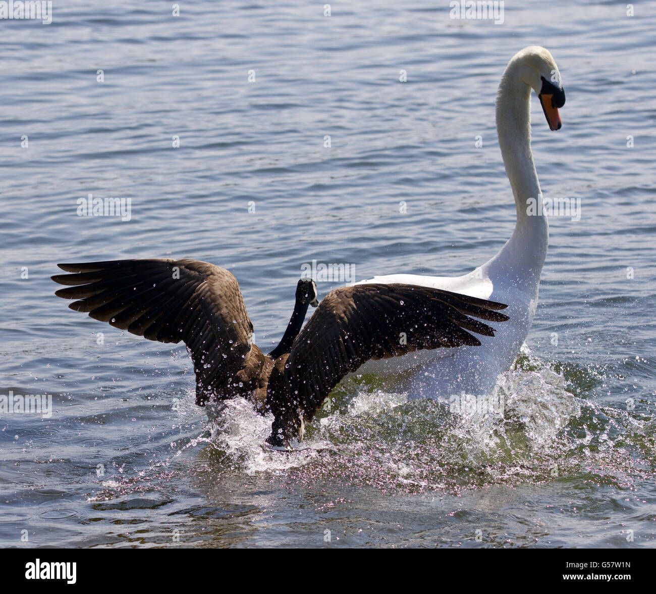 Amazing background with the Canada goose attacking the swan on the lake ...