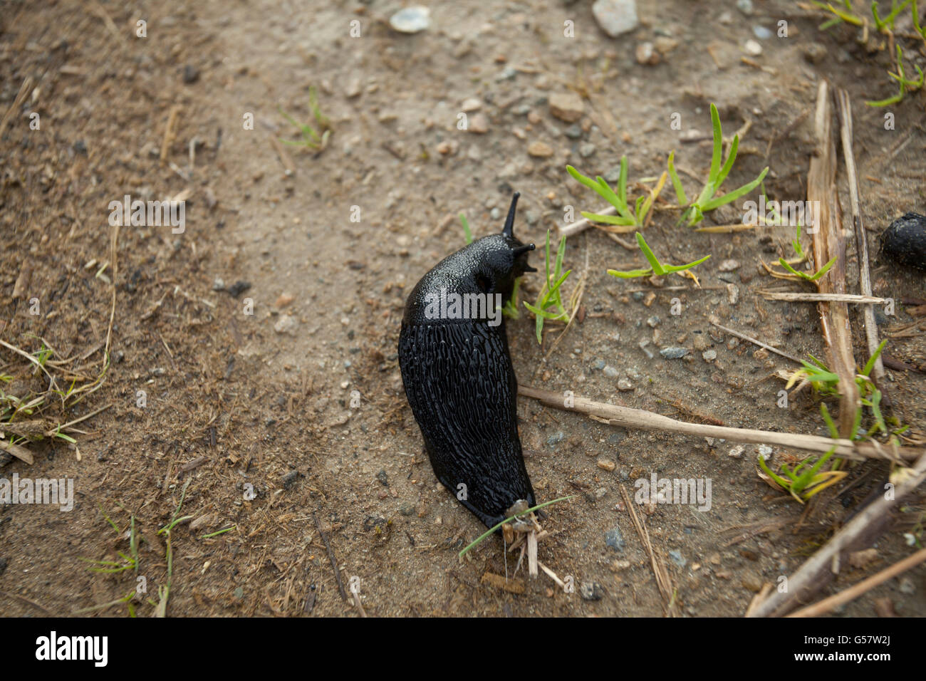 Black slug on the ground Stock Photo - Alamy