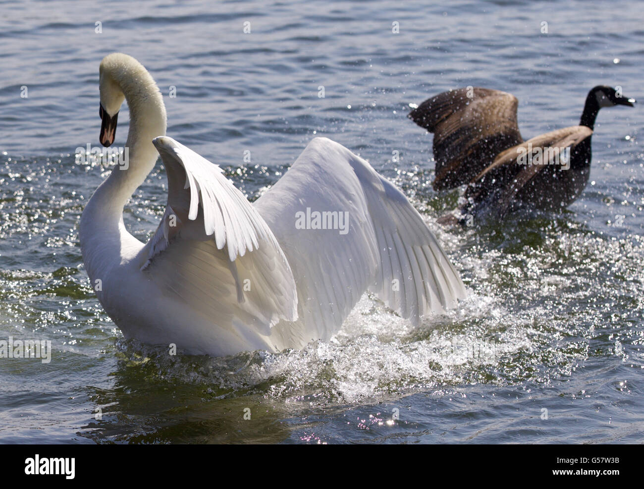 Funny swan photo hi-res stock photography and images - Alamy