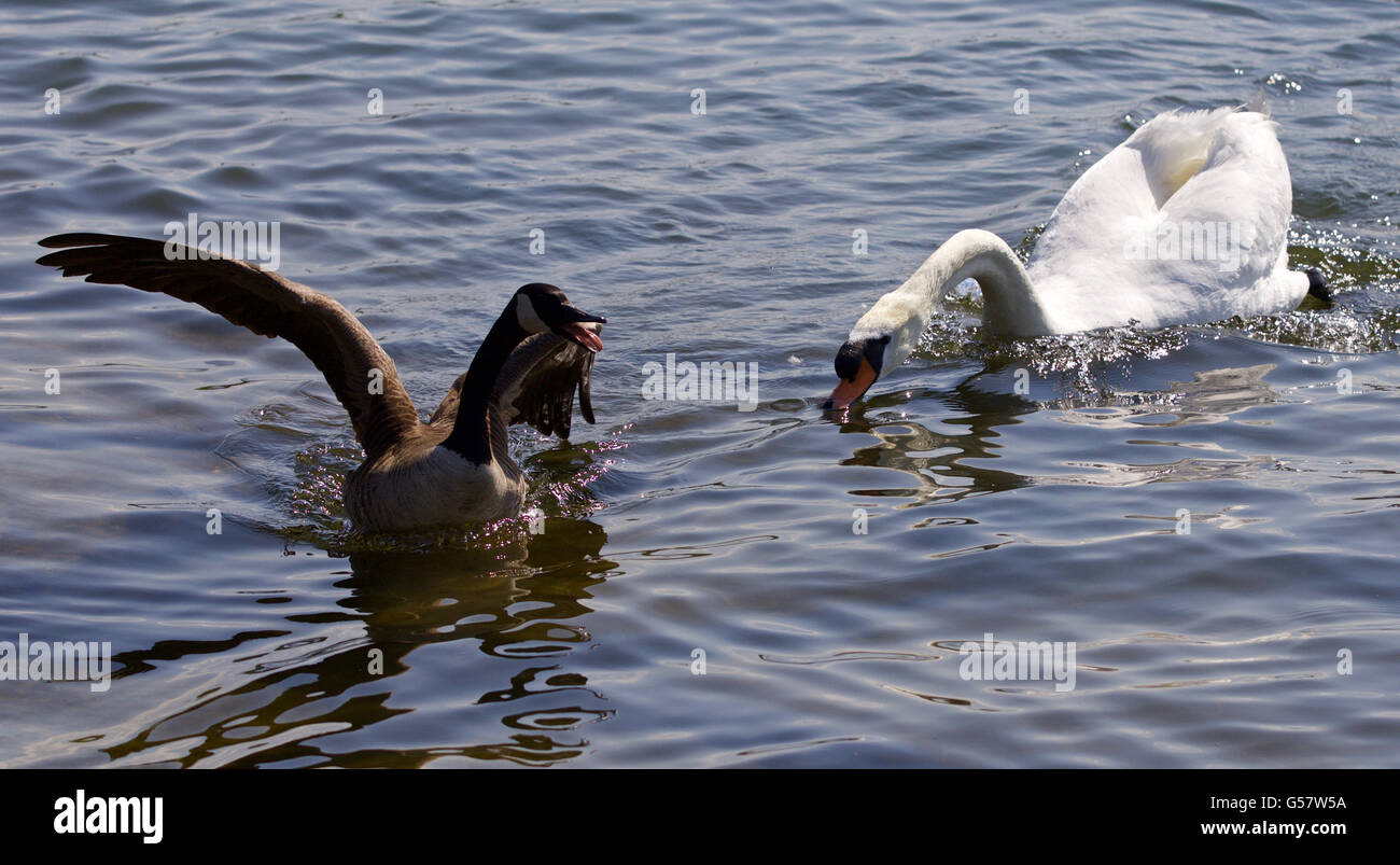 Beautiful isolated photo of the Canada goose running away from the ...