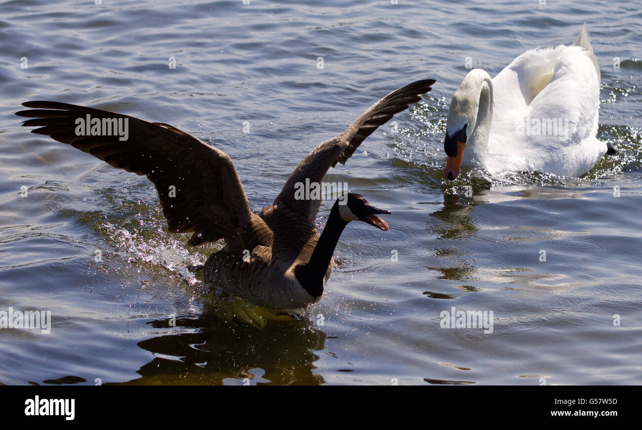 Beautiful isolated picture with the Canada goose running away from the ...