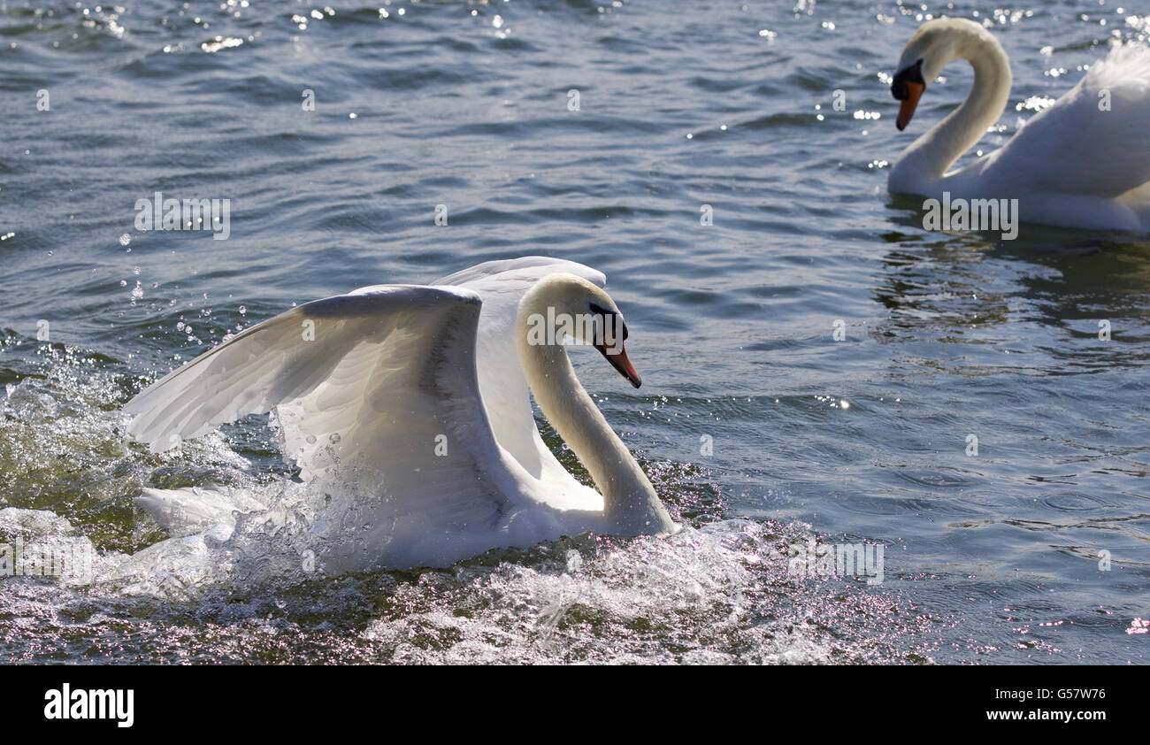 Beautiful background with the strong swans Stock Photo - Alamy