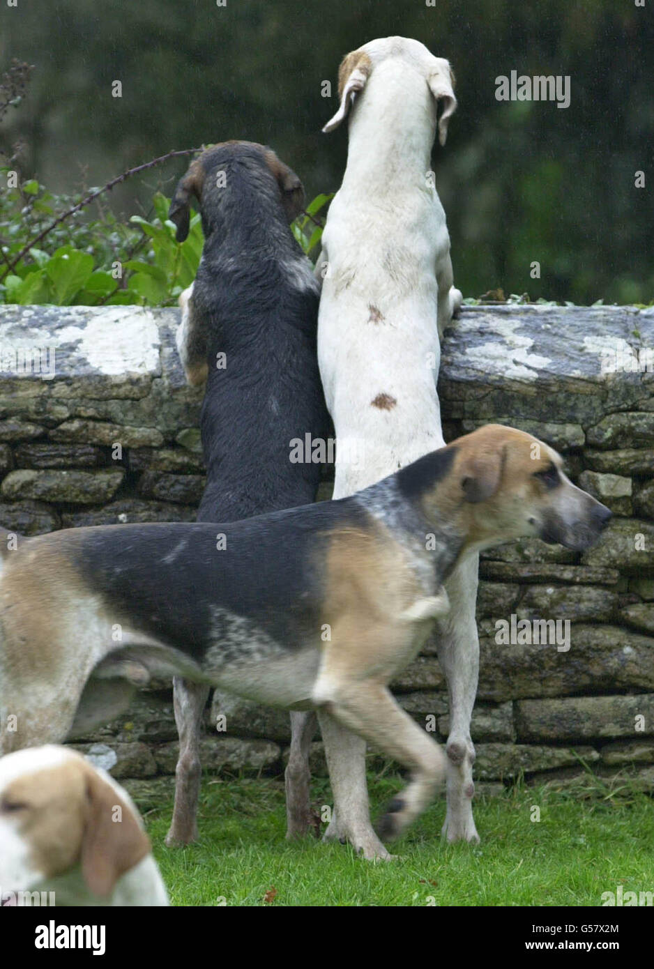 During fox hunting meet hi-res stock photography and images - Alamy