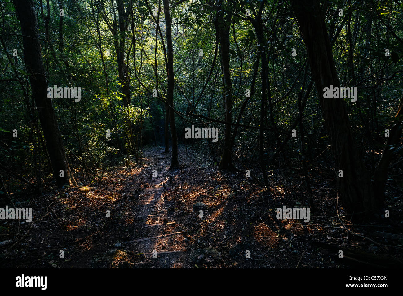 La Danta Pyramid High Resolution Stock Photography and Images - Alamy