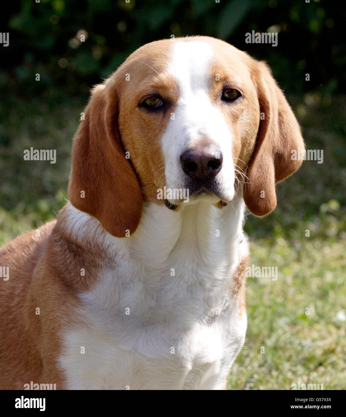 Drever Puppy