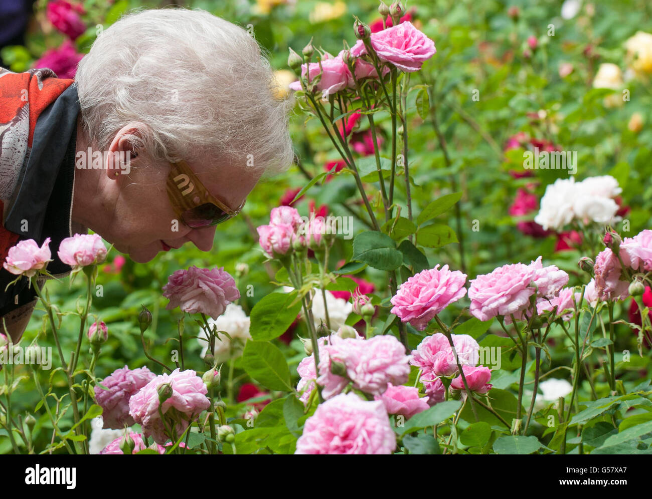10 Downing Street Garden Stock Photo Alamy 10-downing-street-garden-stock-photo-alamy
