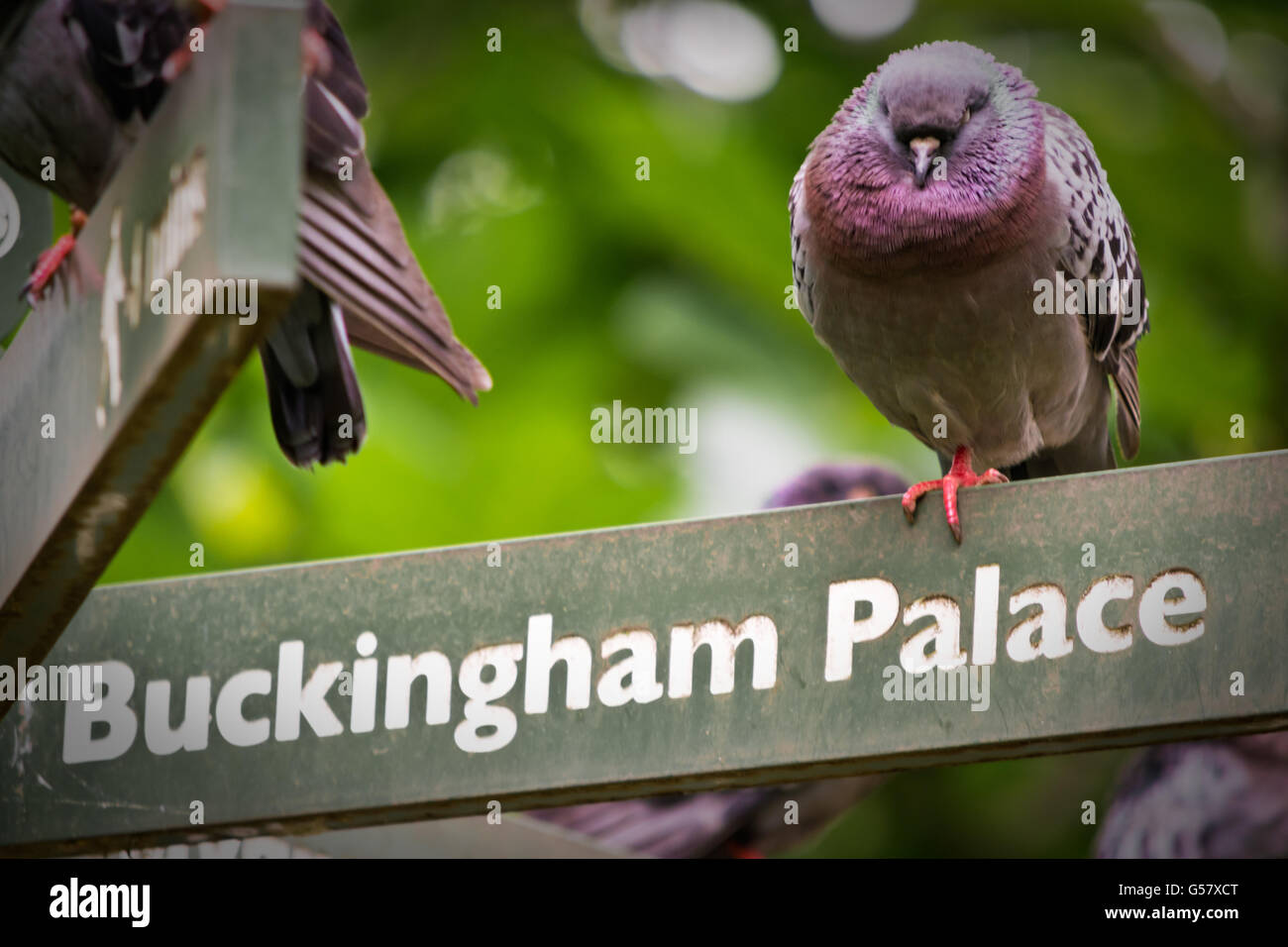 Pidgeon's sit atop a sign for Buckingham Palace Stock Photo - Alamy