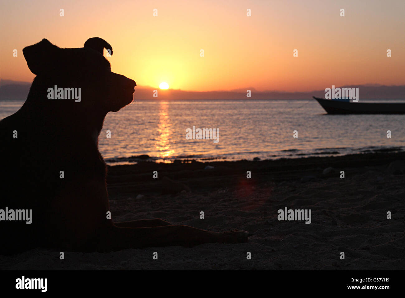 Dog Sunrise High Resolution Stock Photography and Images - Alamy