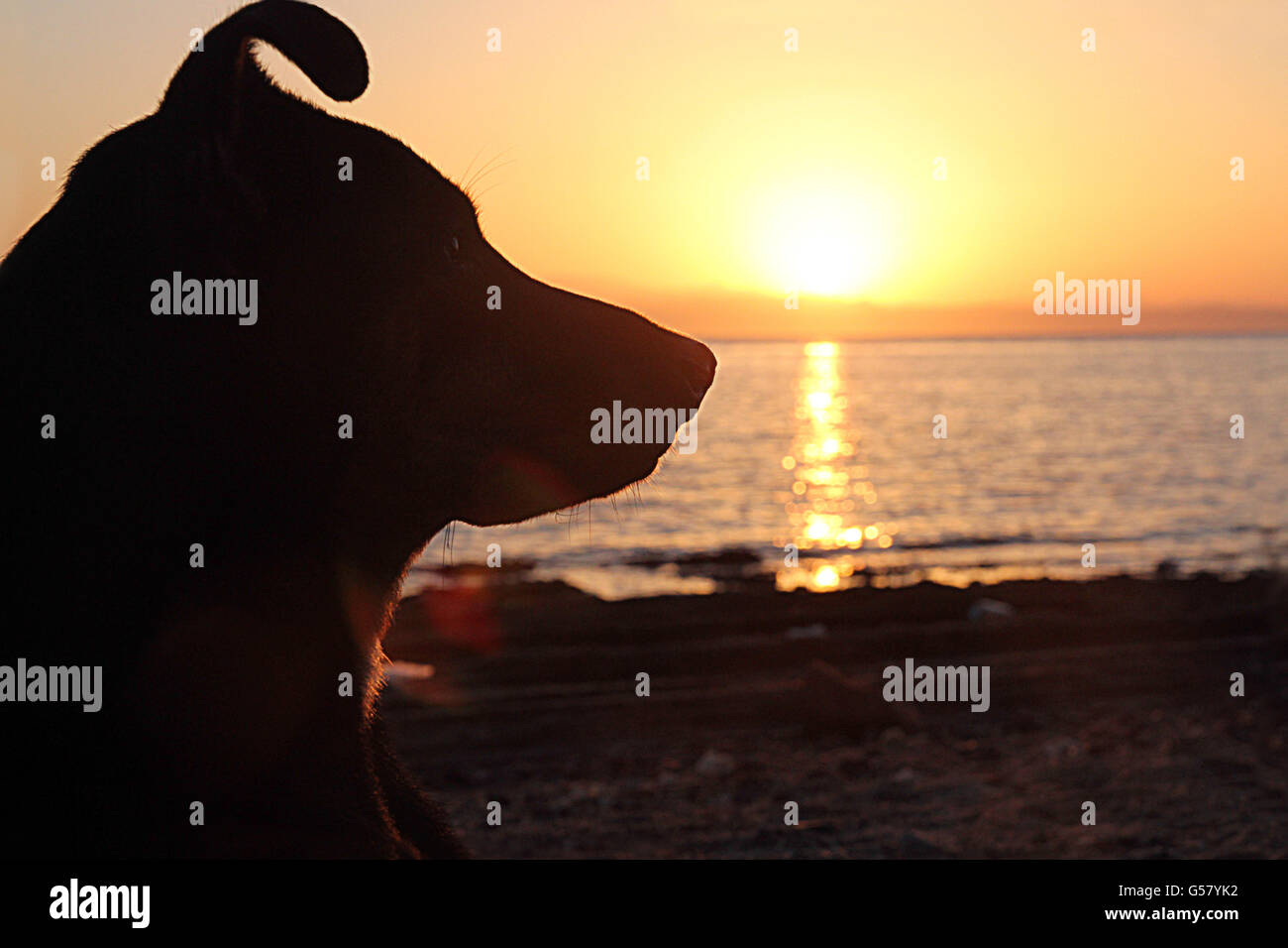 Dog Sunrise High Resolution Stock Photography and Images - Alamy