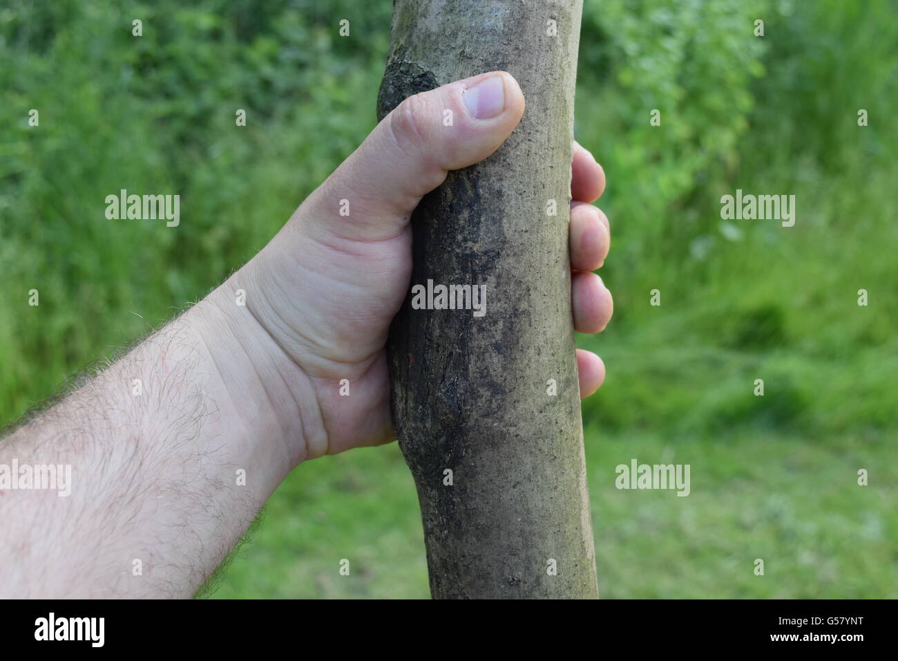 Hand Holding Log Stock Photo - Alamy
