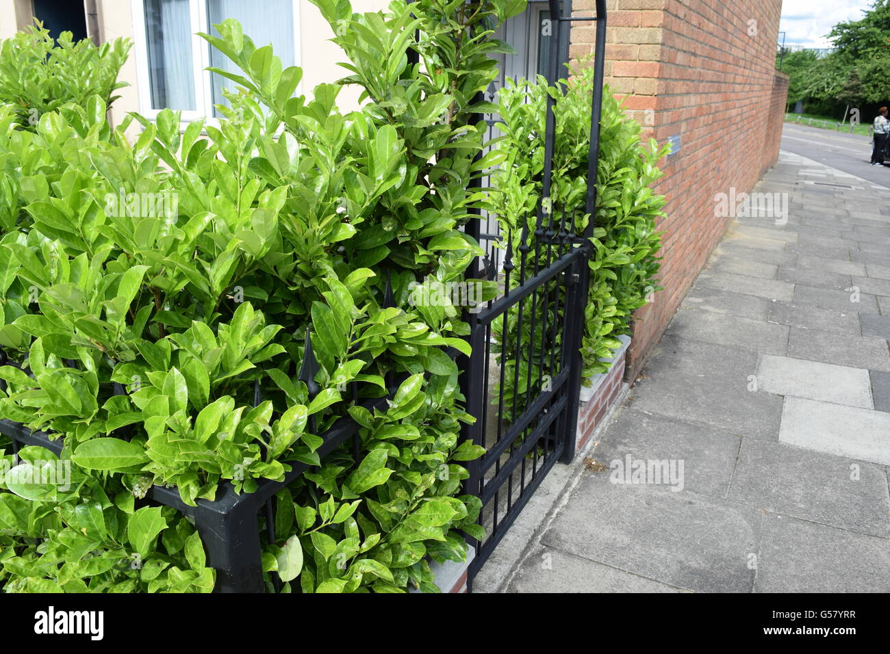 House front gate with plants Stock Photo - Alamy