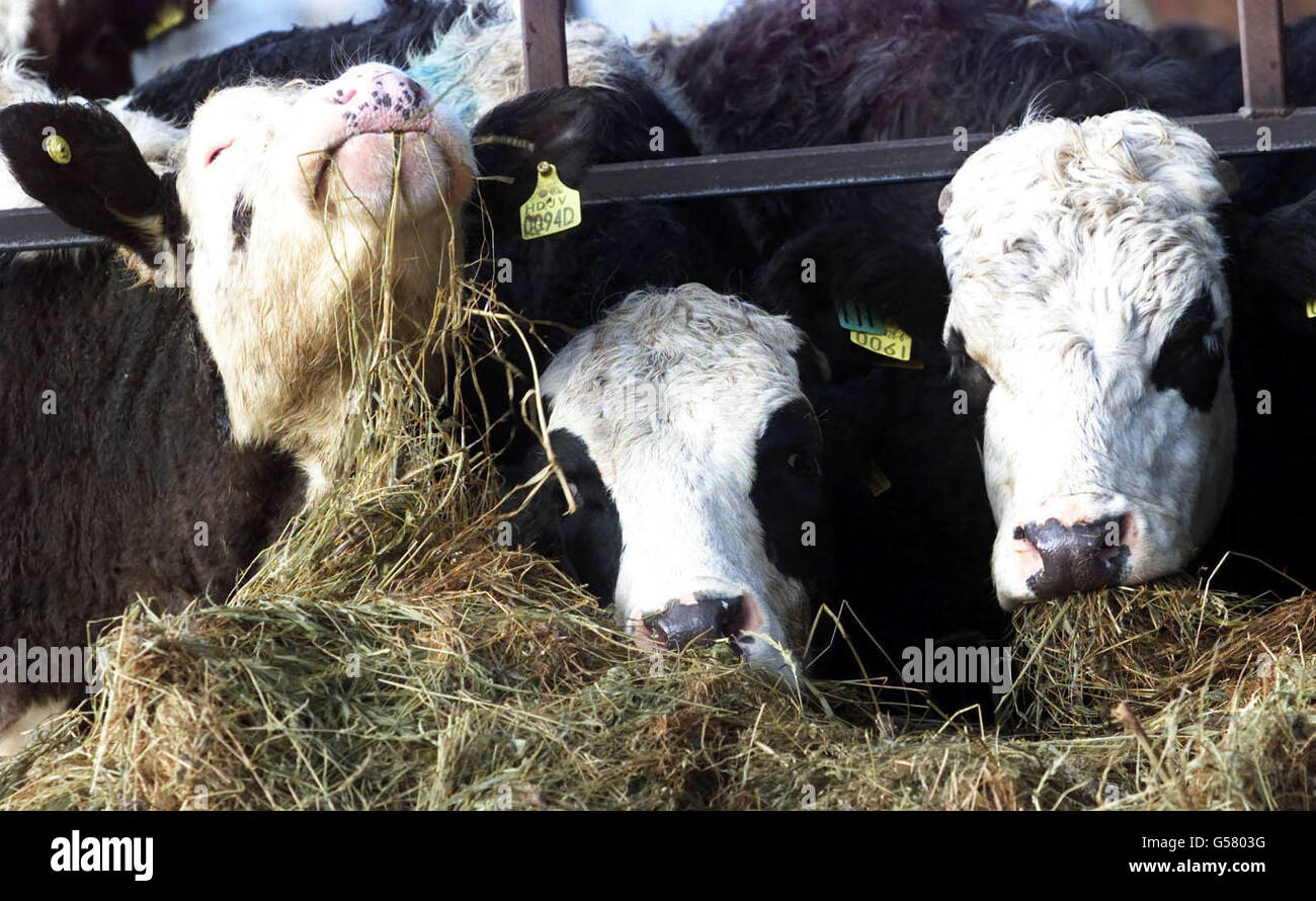 Irish cattle culling BSE scare Stock Photo - Alamy