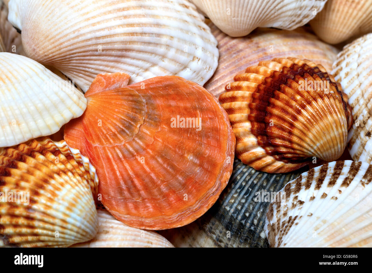 Background of seashells. Shells of anadara and scallop Stock Photo - Alamy
