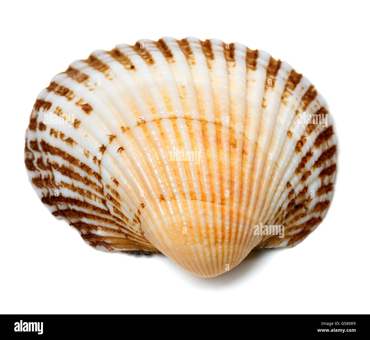 Seashell of anadara isolated on a white background. View from above ...