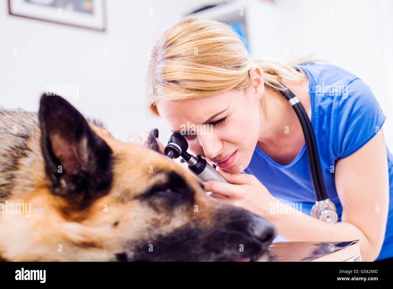 Veterinarian examining German Shepherd dog with sore ear Stock Photo ...