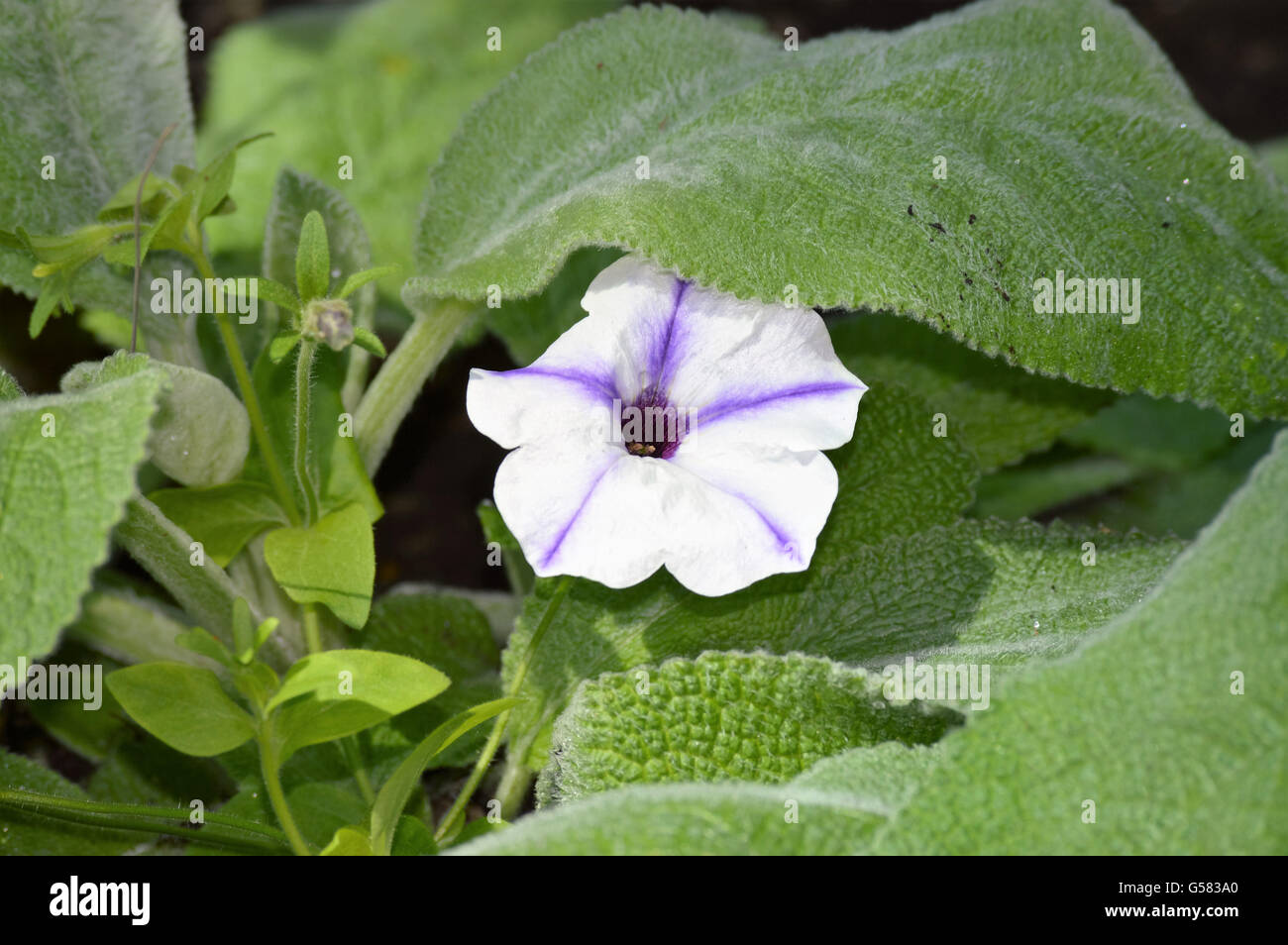 One petunia hi-res stock photography and images - Alamy