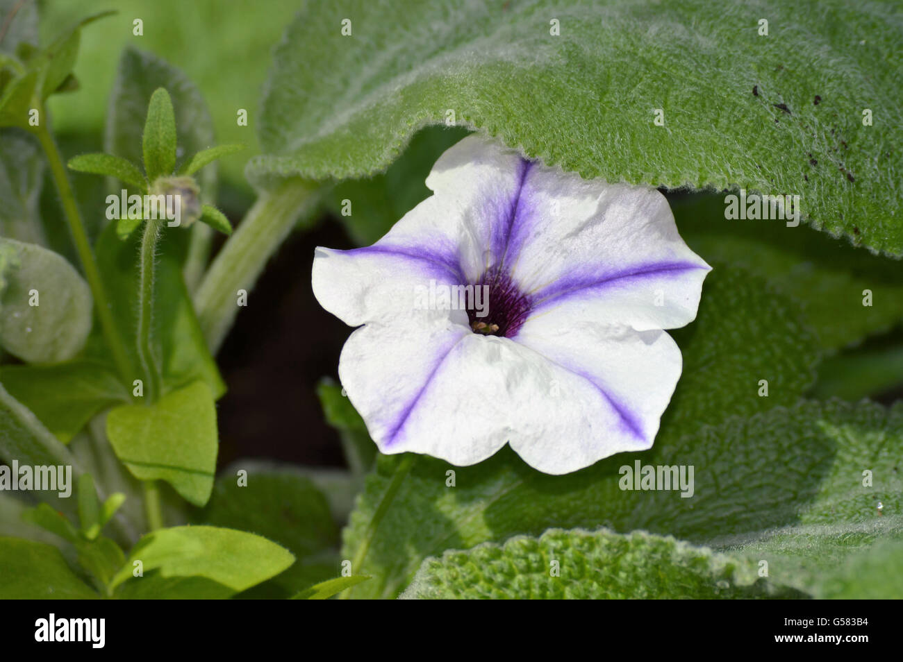 One petunia hi-res stock photography and images - Alamy