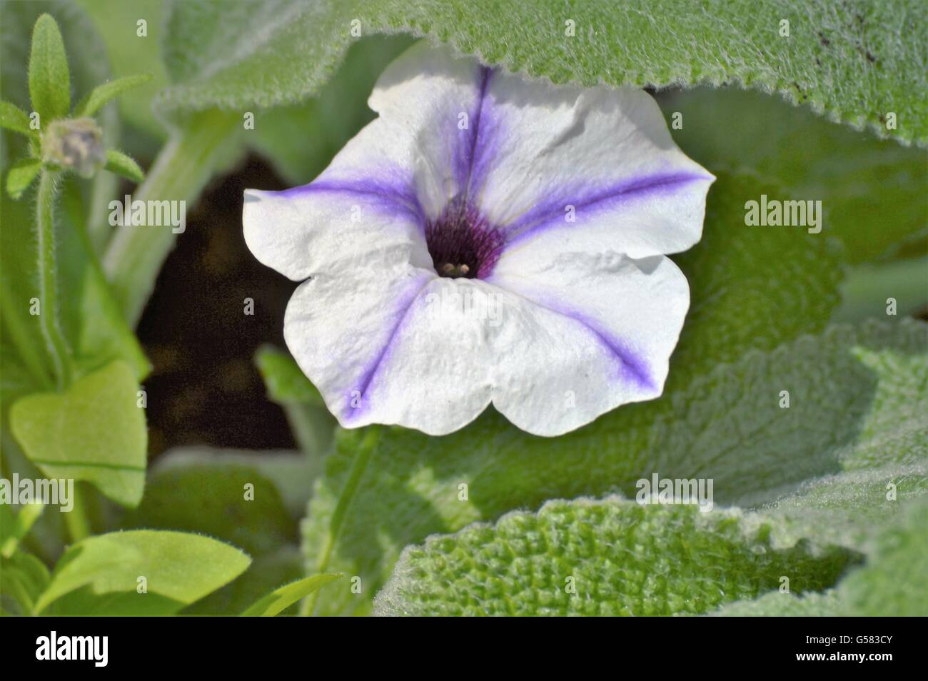 One petunia hi-res stock photography and images - Alamy