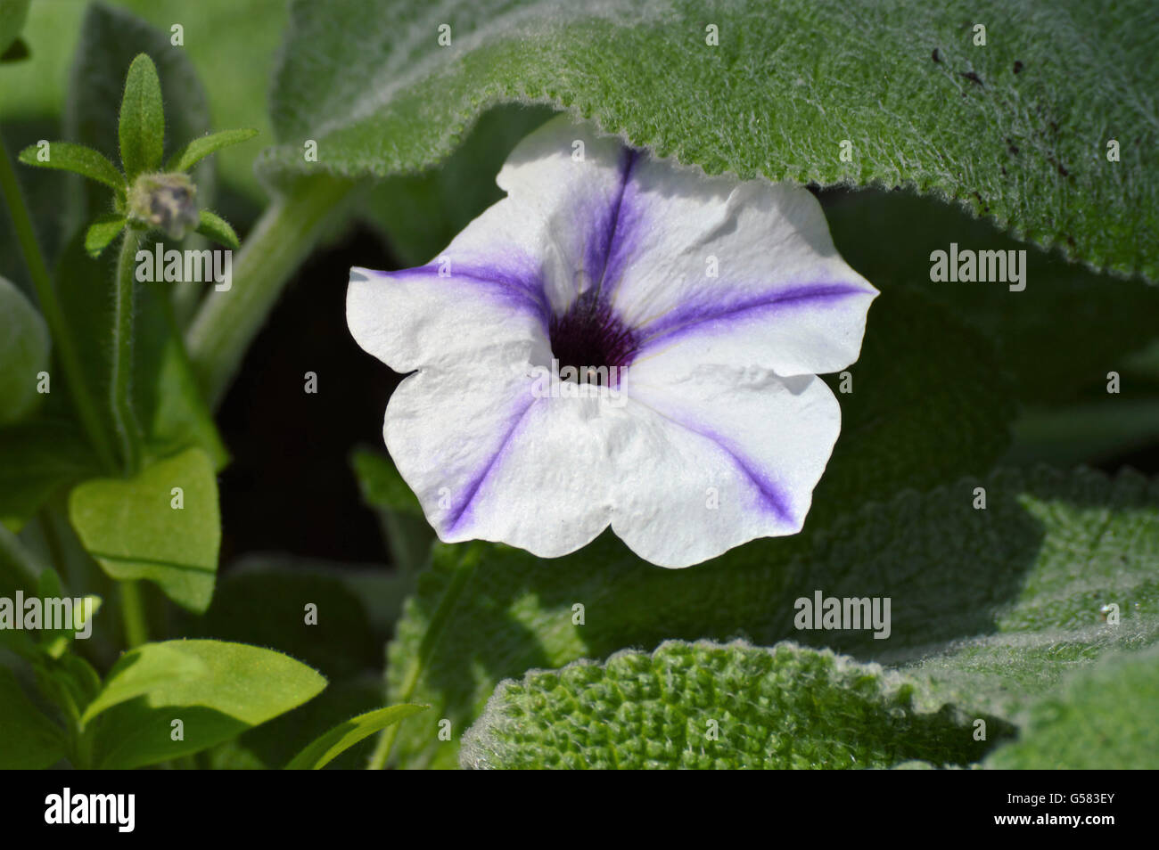 Petunia flower white petals hi-res stock photography and images - Alamy