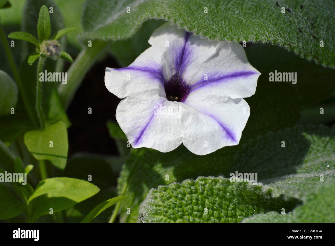 One petunia hi-res stock photography and images - Alamy