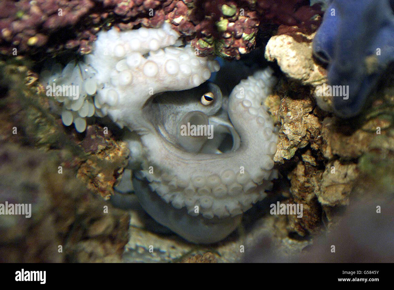 Baby octopus birth aquarium hi-res stock photography and images - Alamy
