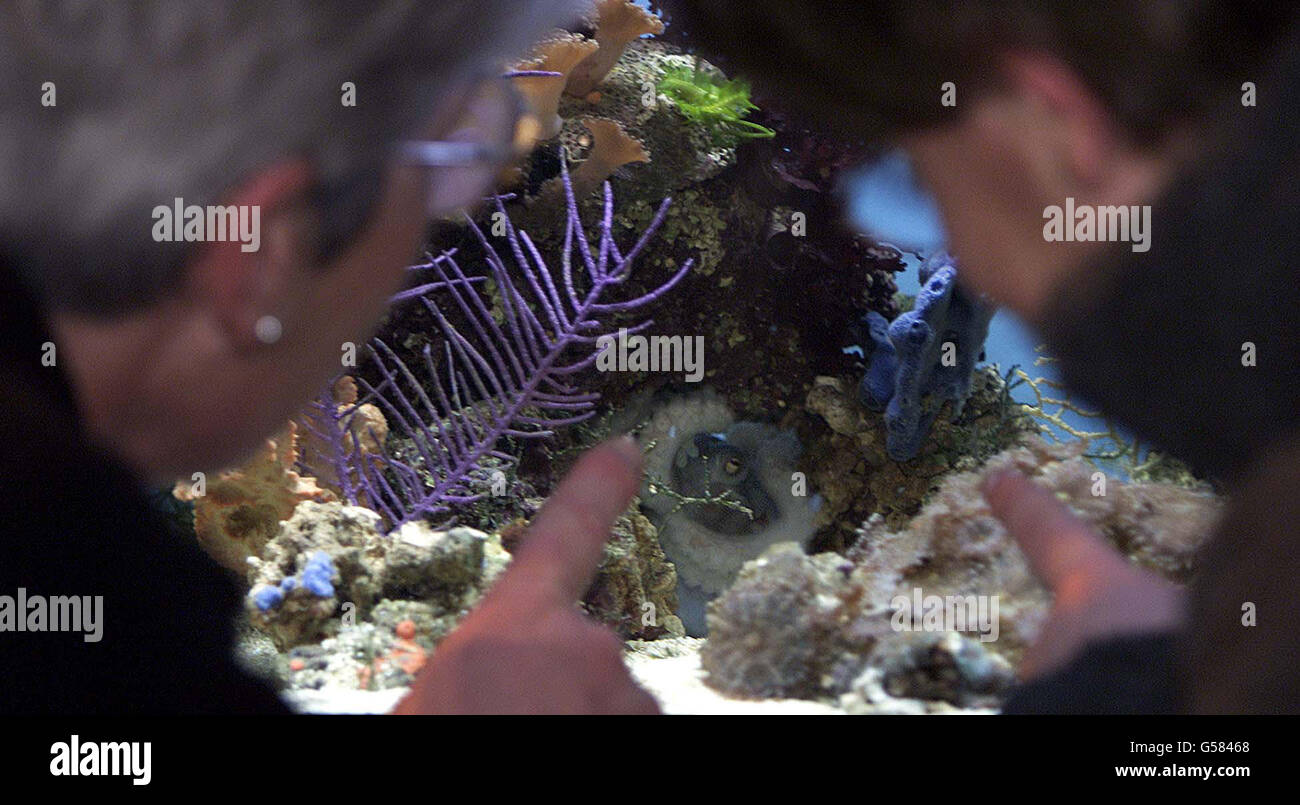 Baby octopus birth aquarium hi-res stock photography and images - Alamy