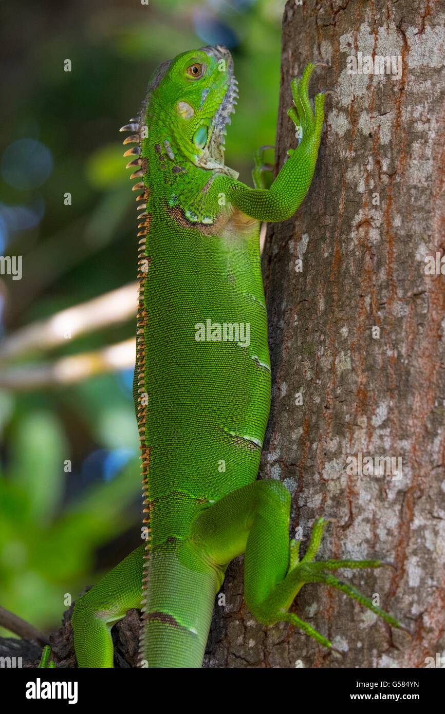 Large green iguana sitting on a tree Stock Photo - Alamy