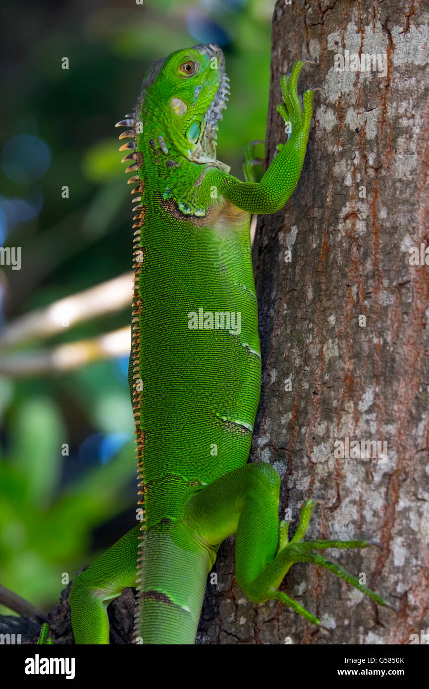 Large green lizard sitting on a tree with a subtle oil painting effect ...