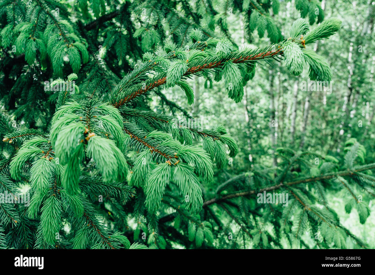Horizontal nature spruce coniferous hi-res stock photography and images ...