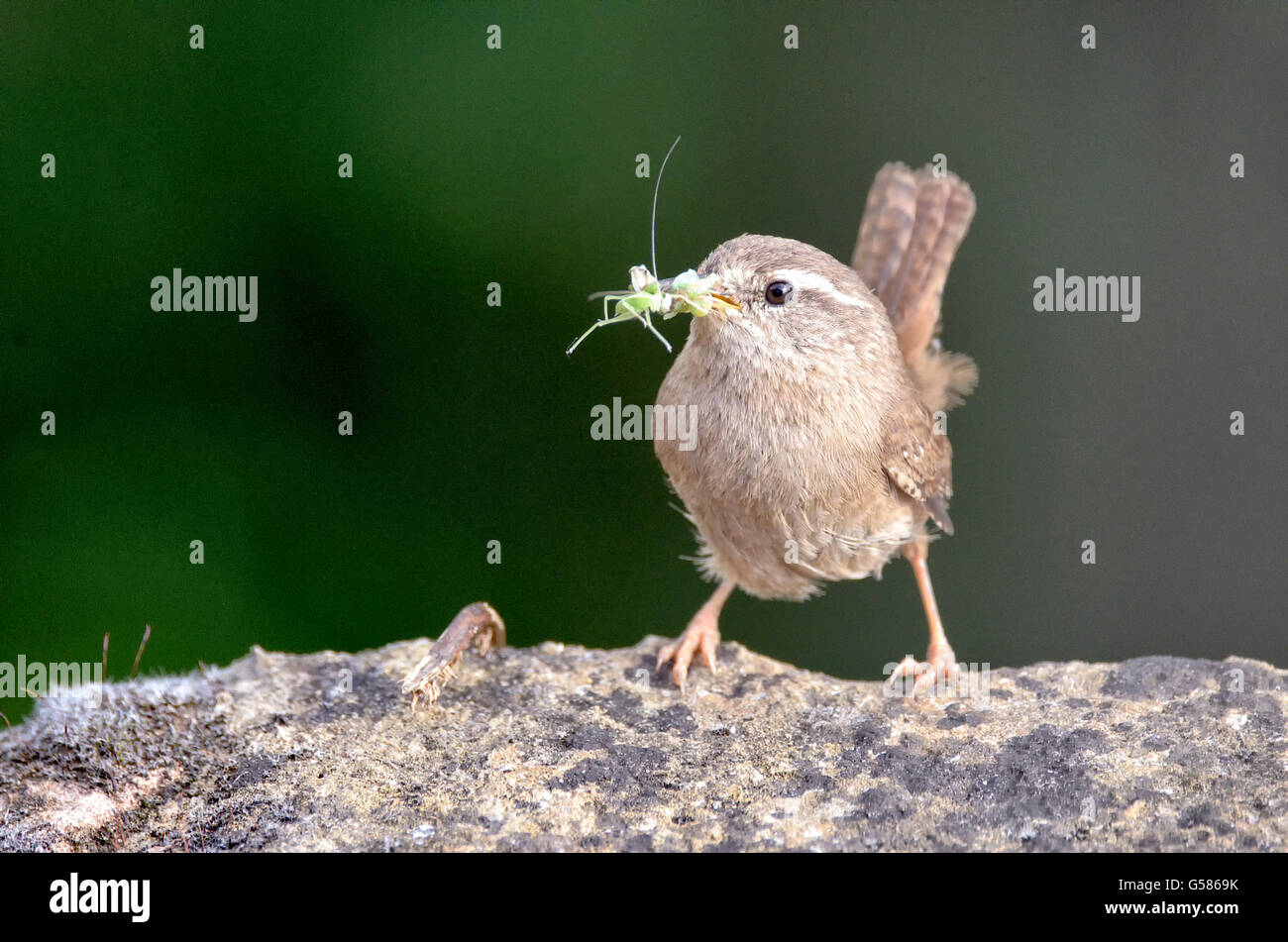Wren with beak full of insects about to return to its nest Stock Photo ...