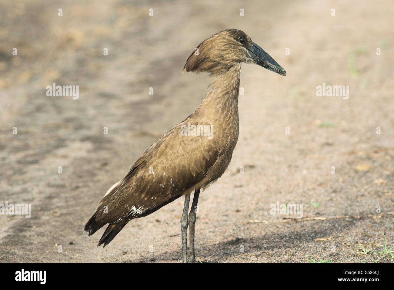 Hammerkop standing on a road on the savanna i Masai Mara, Kenya, Africa ...