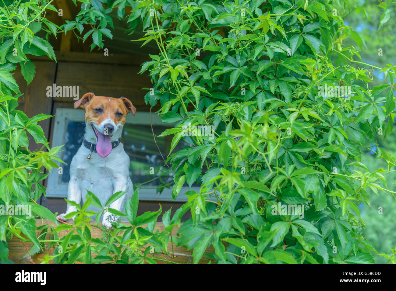 Smiling dog on treehouse. Summer time! Stock Photo - Alamy