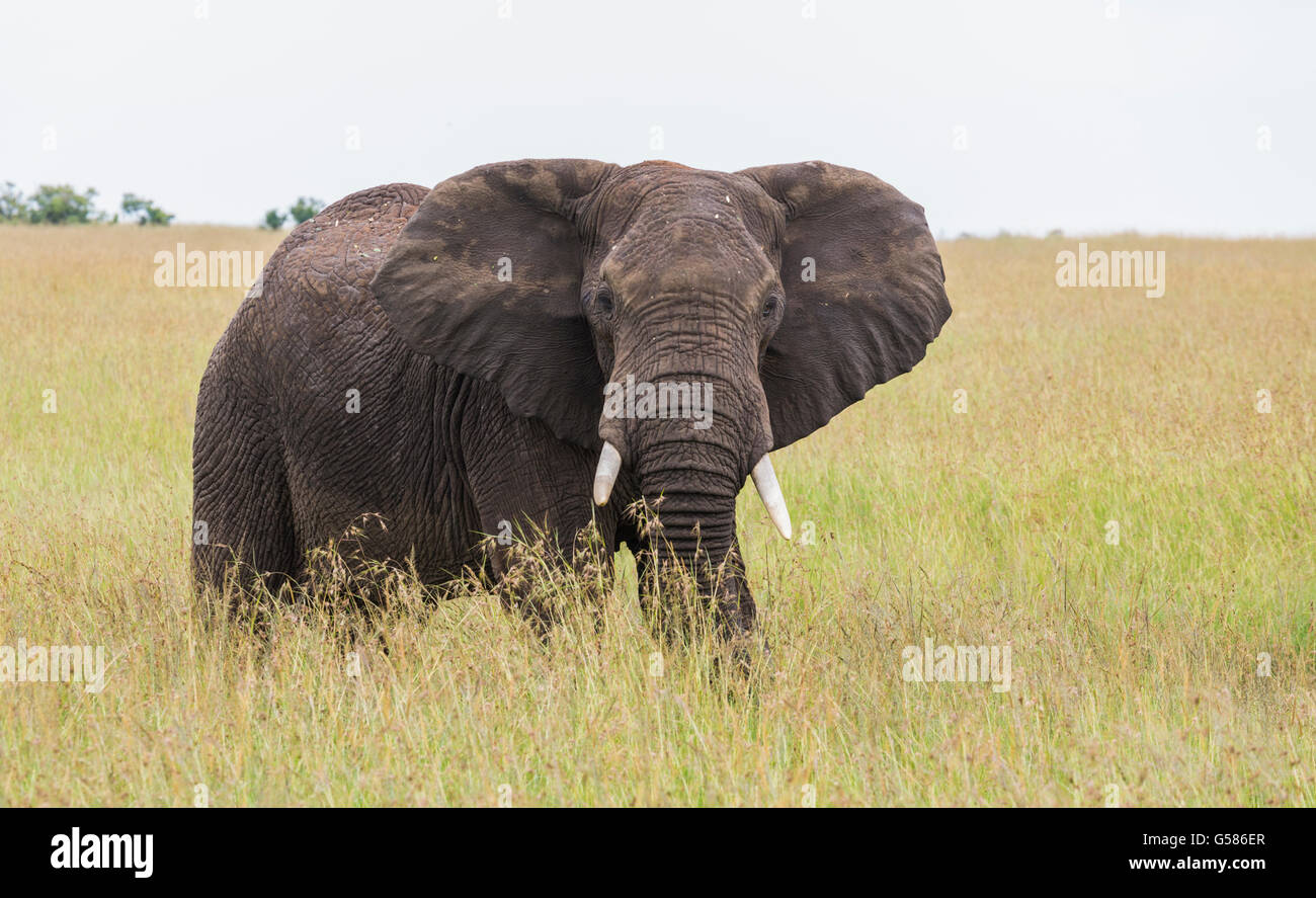 Big bull elephant walking over the savanna coming towards camera and ...