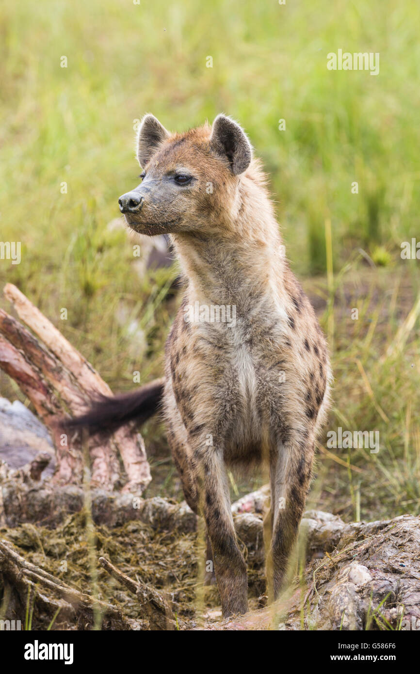 Black Spotted Hyena High Resolution Stock Photography and Images - Alamy